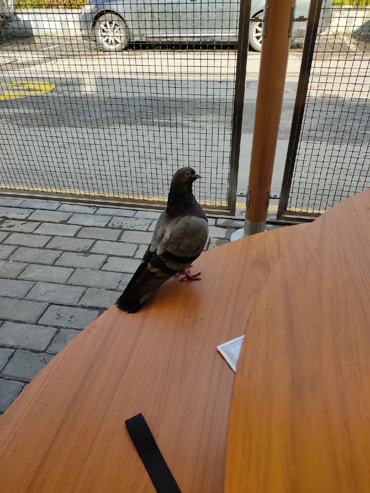 Homepage [cookiestealer3114.github.io]